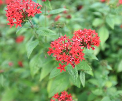 How to grow Silene chalcedonica: an expert flower guide | Homes and Gardens