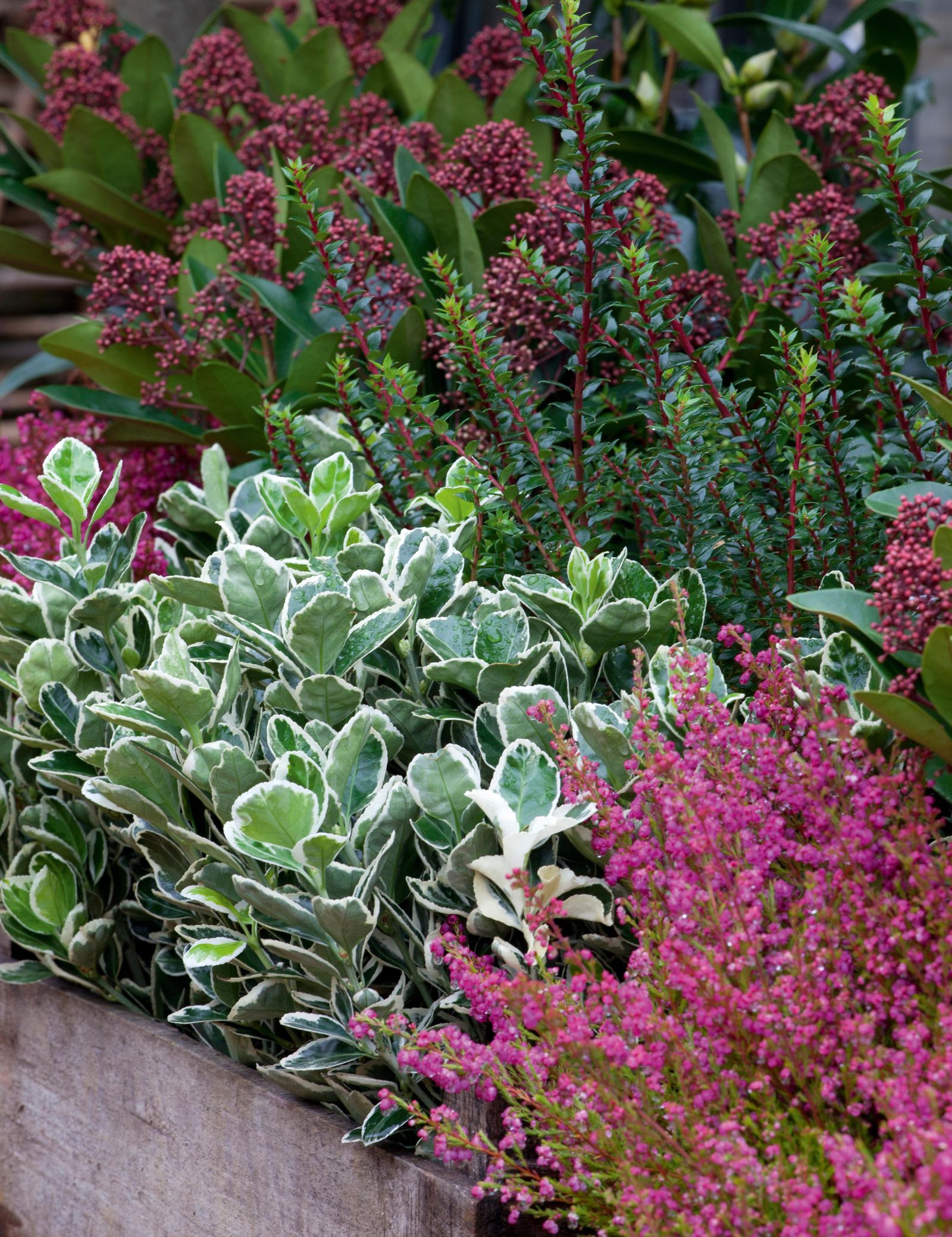 How to plan a winter garden – from planting to maintenance | Real Homes