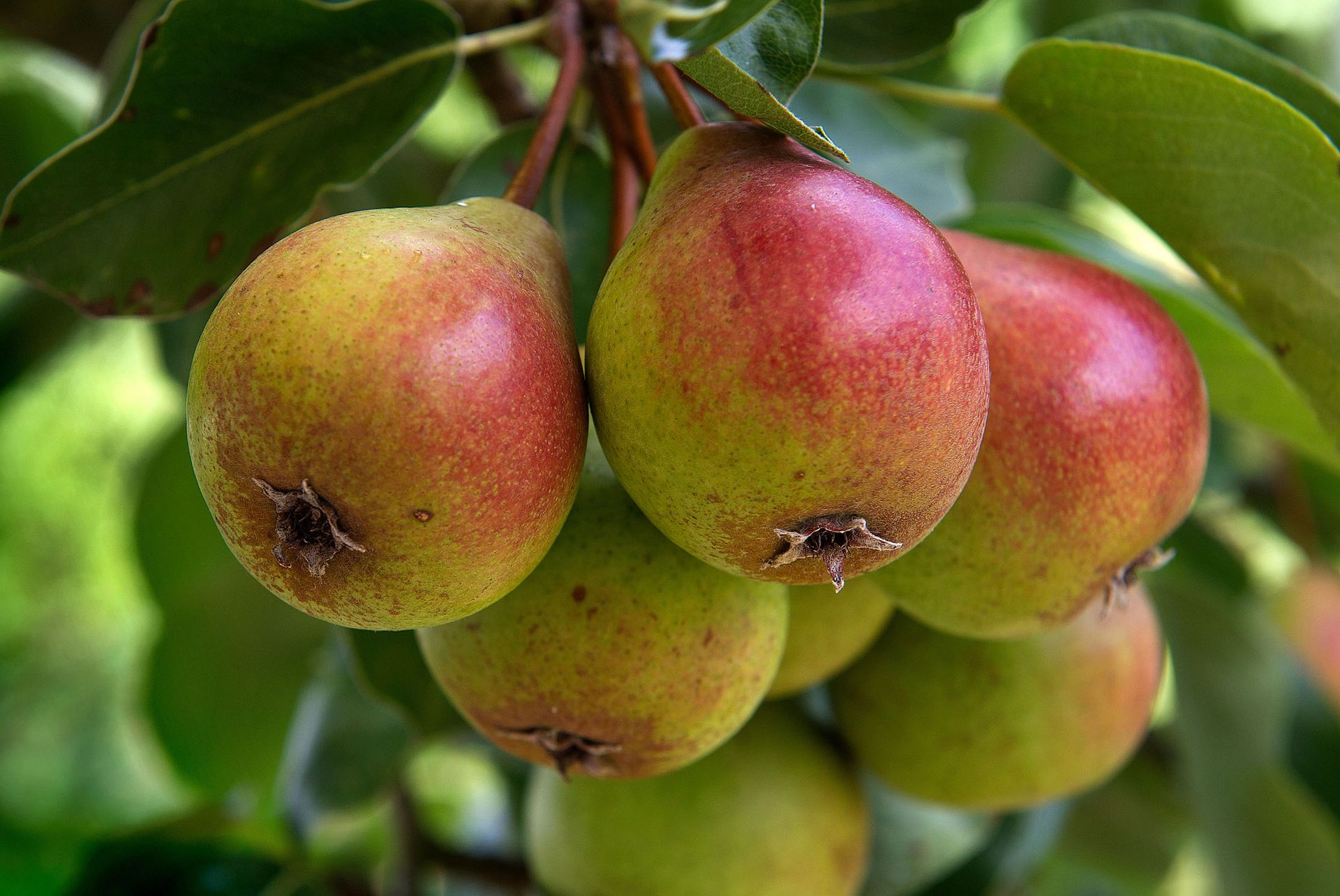 Perry: The pear cider dubbed 'the English champagne' that's been an ...