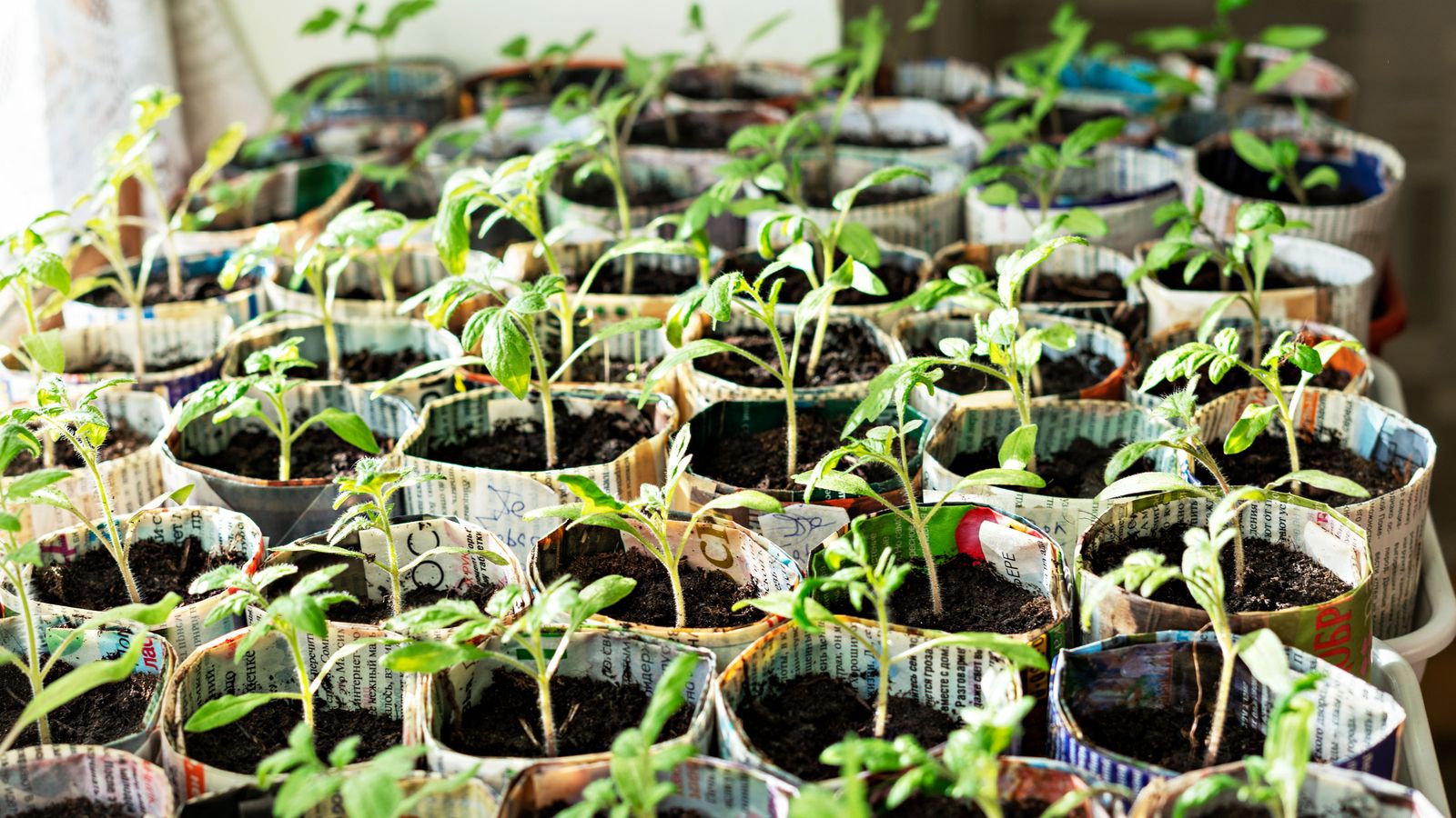 How to make seed pots out of newspaper | Ideal Home
