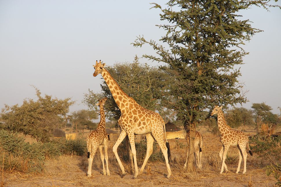 All in the Family: Giraffes are 4 Species (Photos) | Live Science