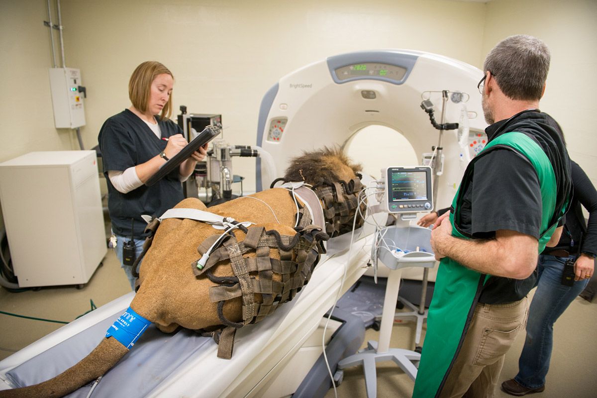 Here's a Lion Getting a CAT Scan | Live Science