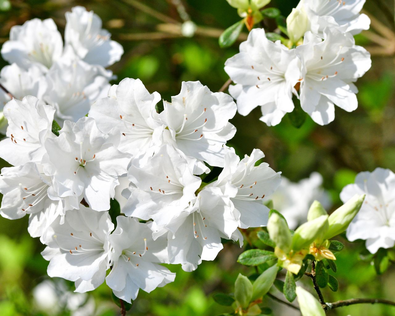 How to care for azaleas | Livingetc