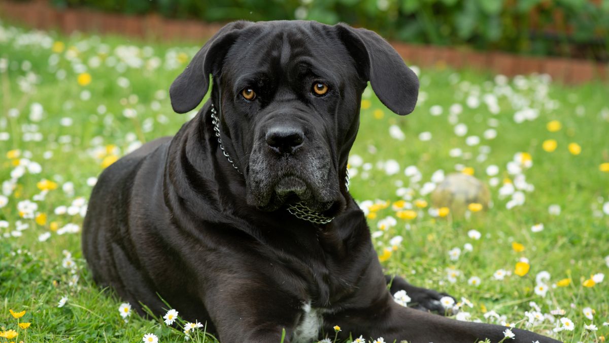 Most popular dog breeds in the USA | PetsRadar