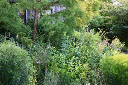 Naturalistic Planting Design — How Landscapers Make it Work | Livingetc