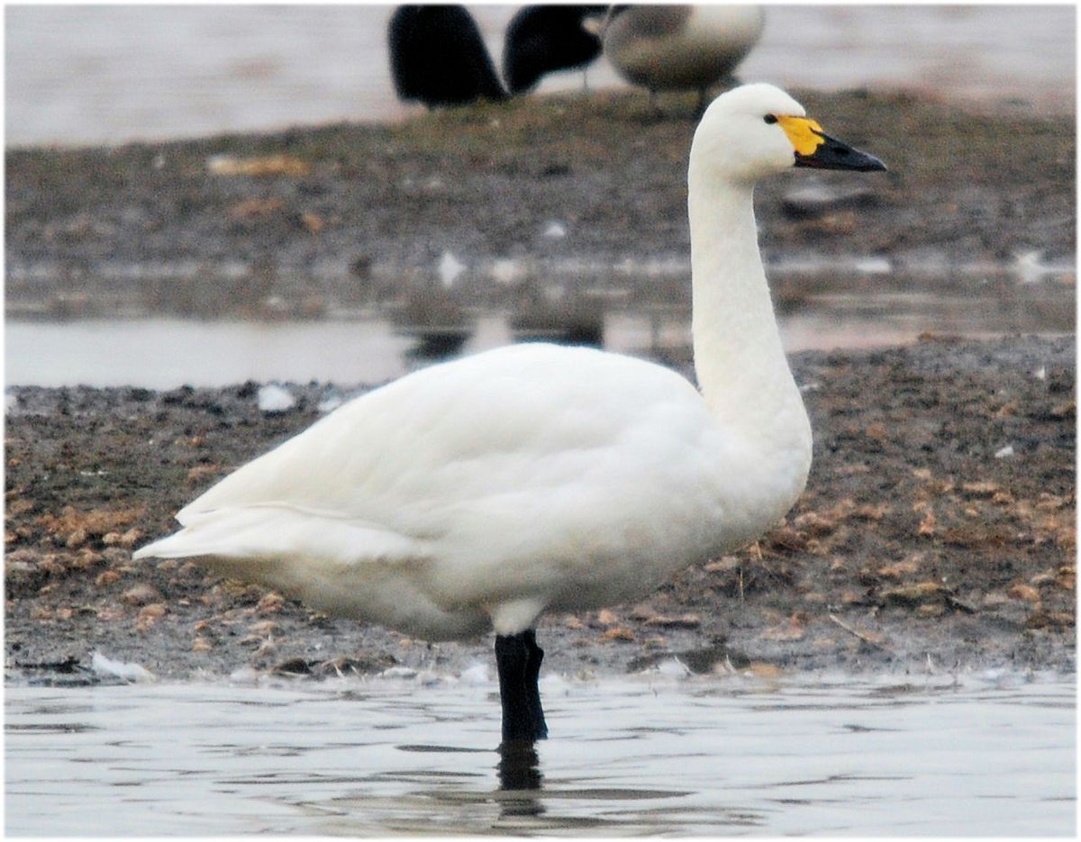 Swans: 'Do Our Butts Look Big?' | Live Science