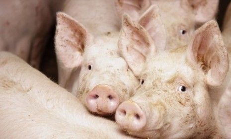 Meet the 'Enviropig' | The Week