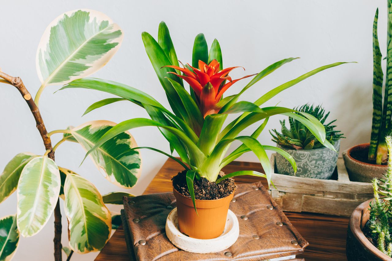 10 best indoor plants to add color chosen by garden experts | Livingetc