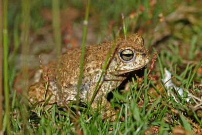 The tale of Mr Toad: From medieval instrument of torture to The Wind in ...