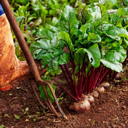 How to grow beetroot in five easy steps | Ideal Home