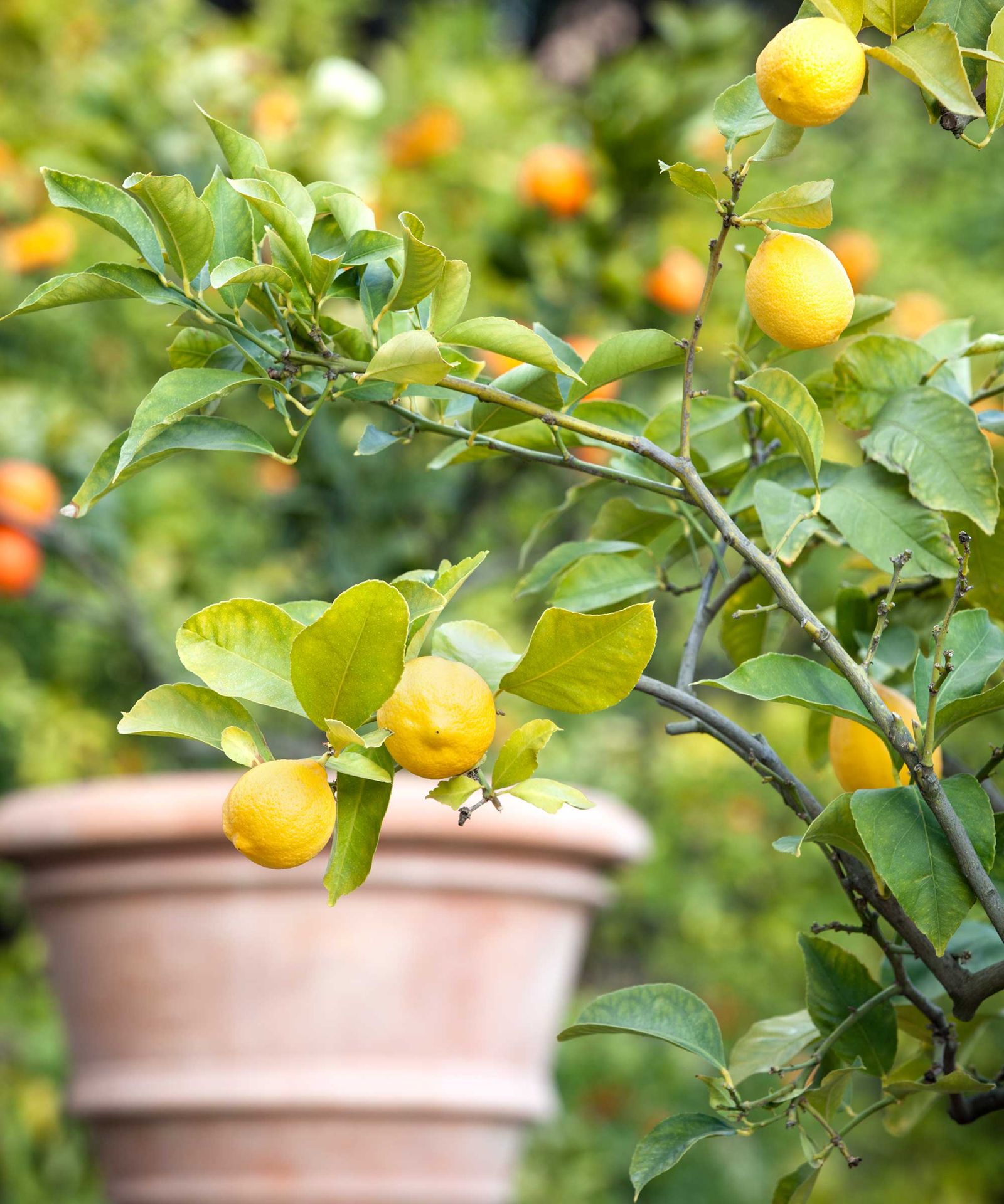 Privacy trees to grow in pots – 8 pretty choices | Homes and Gardens