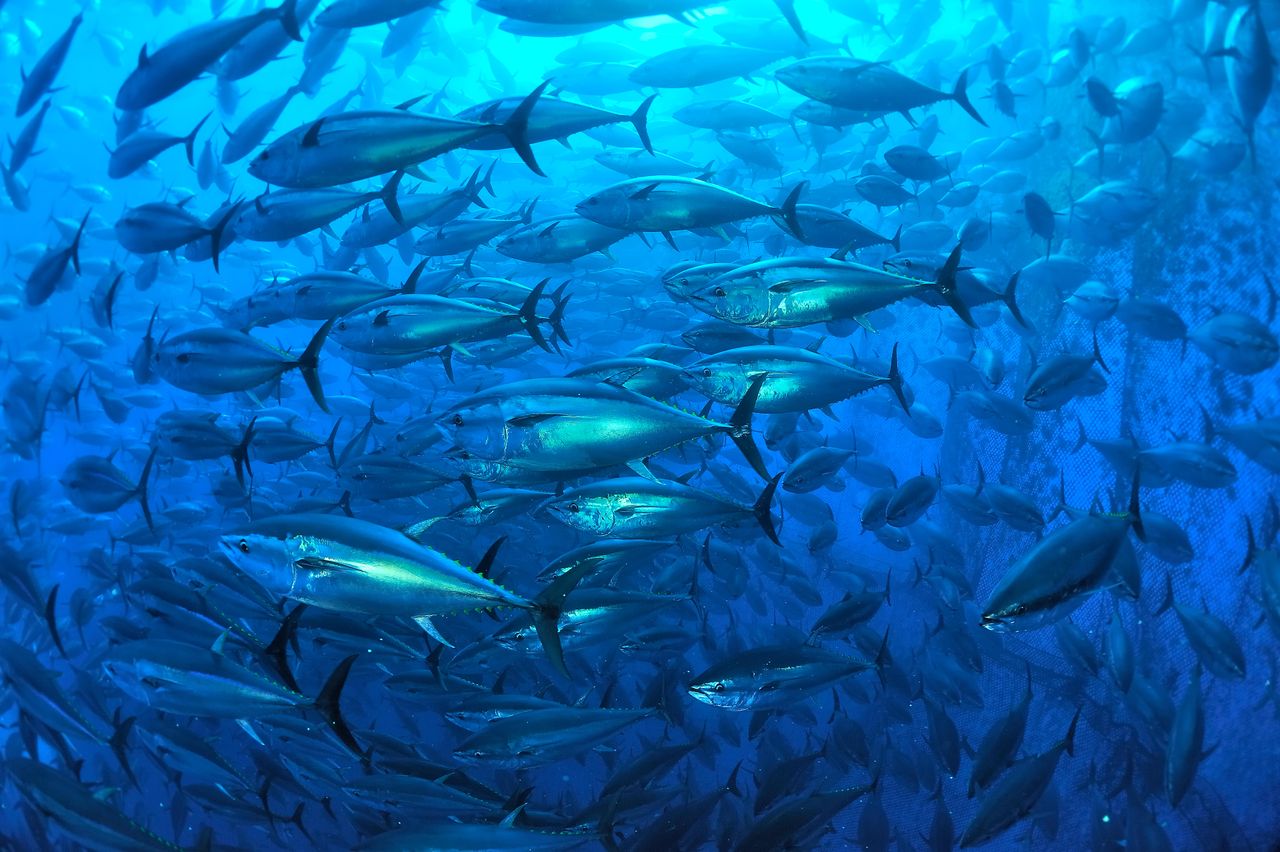 'We don’t expect to catch monsters in British seas': The return of the ...