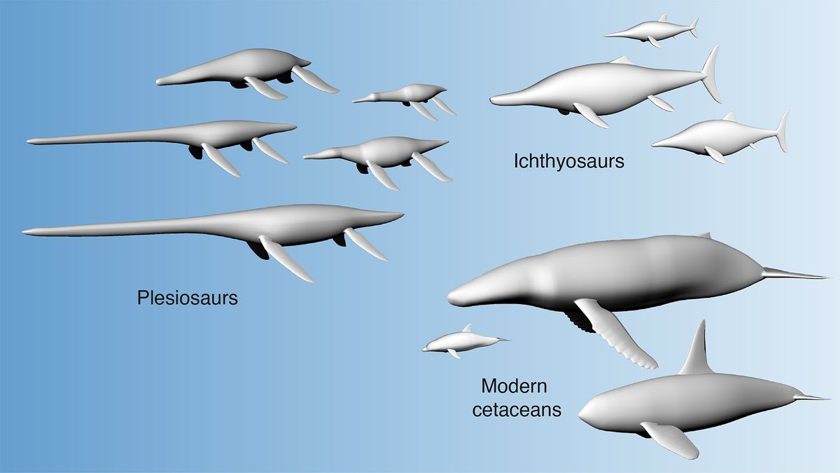 Giant 'sea monsters' evolved big bodies to offset long necks being a ...
