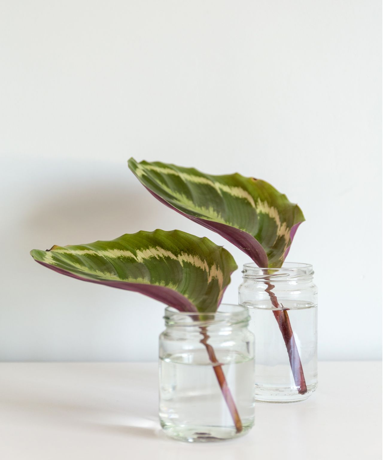 Can you grow calatheas in water? We reveal all | Homes and Gardens