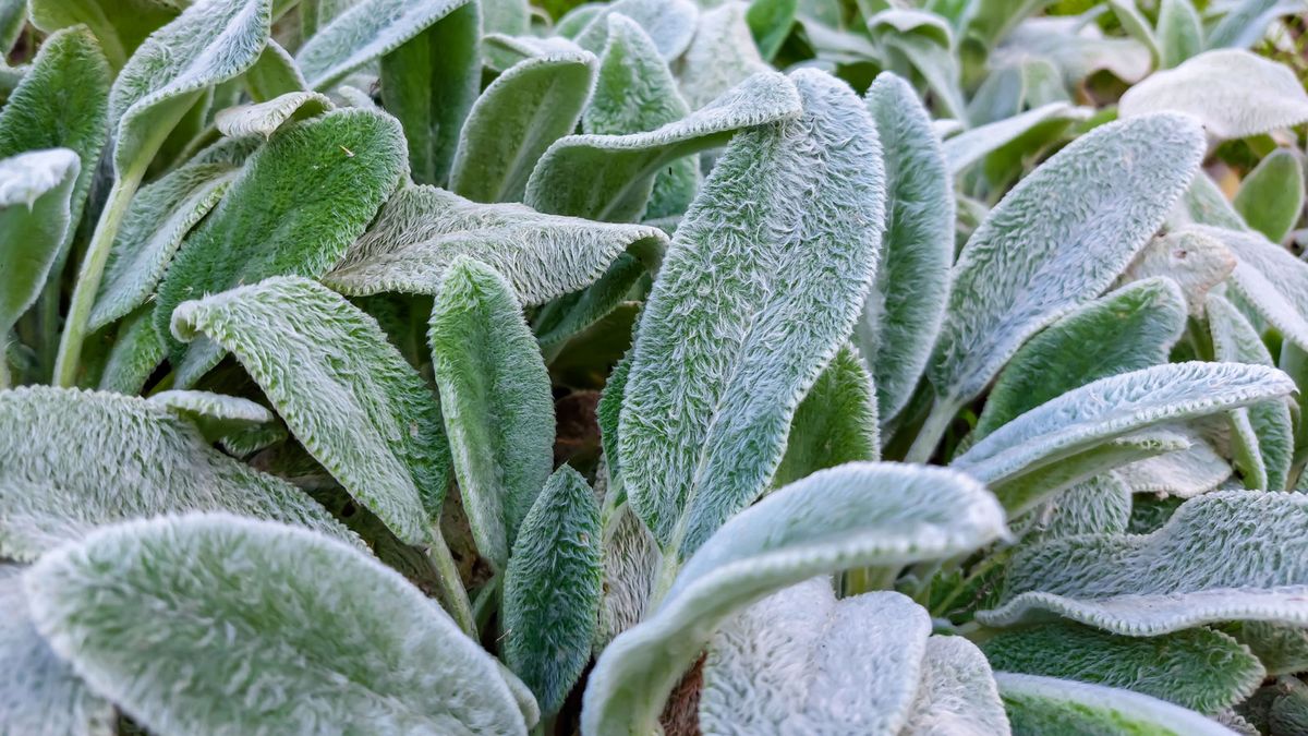 Grow These 5 Fuzzy Leaf Plant Options For Sensory Gardens | Gardening ...