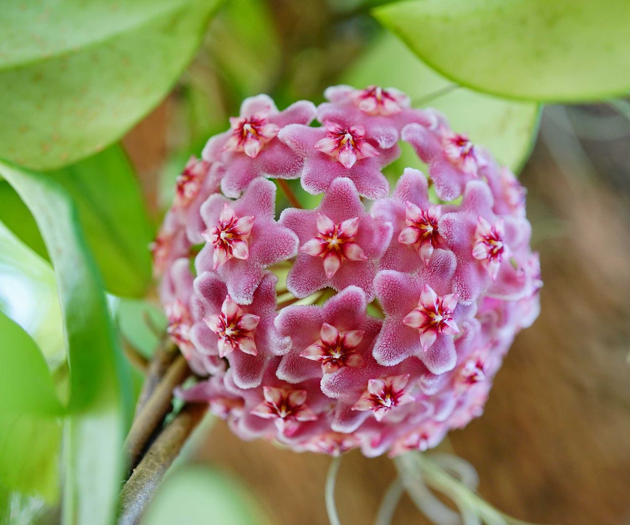 Why isn't my hoya flowering? Pro tips to encourage blooms | Homes and ...