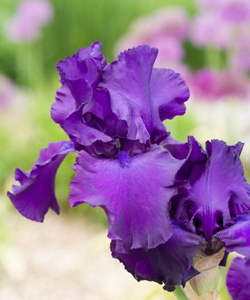 Best bearded iris varieties: 12 stunning types to try | Homes and Gardens