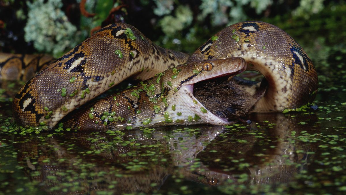 Snake photos: Pythons swallow crocodiles and other animals … whole ...