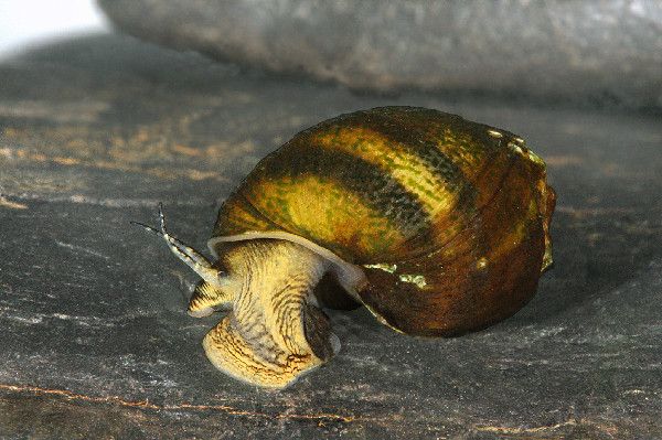Snails News - all the latest about Snails - Page 4 | Live Science