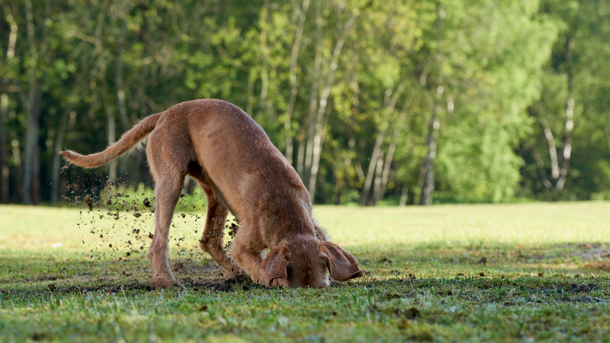 How to stop a dog digging: expert's guide | PetsRadar