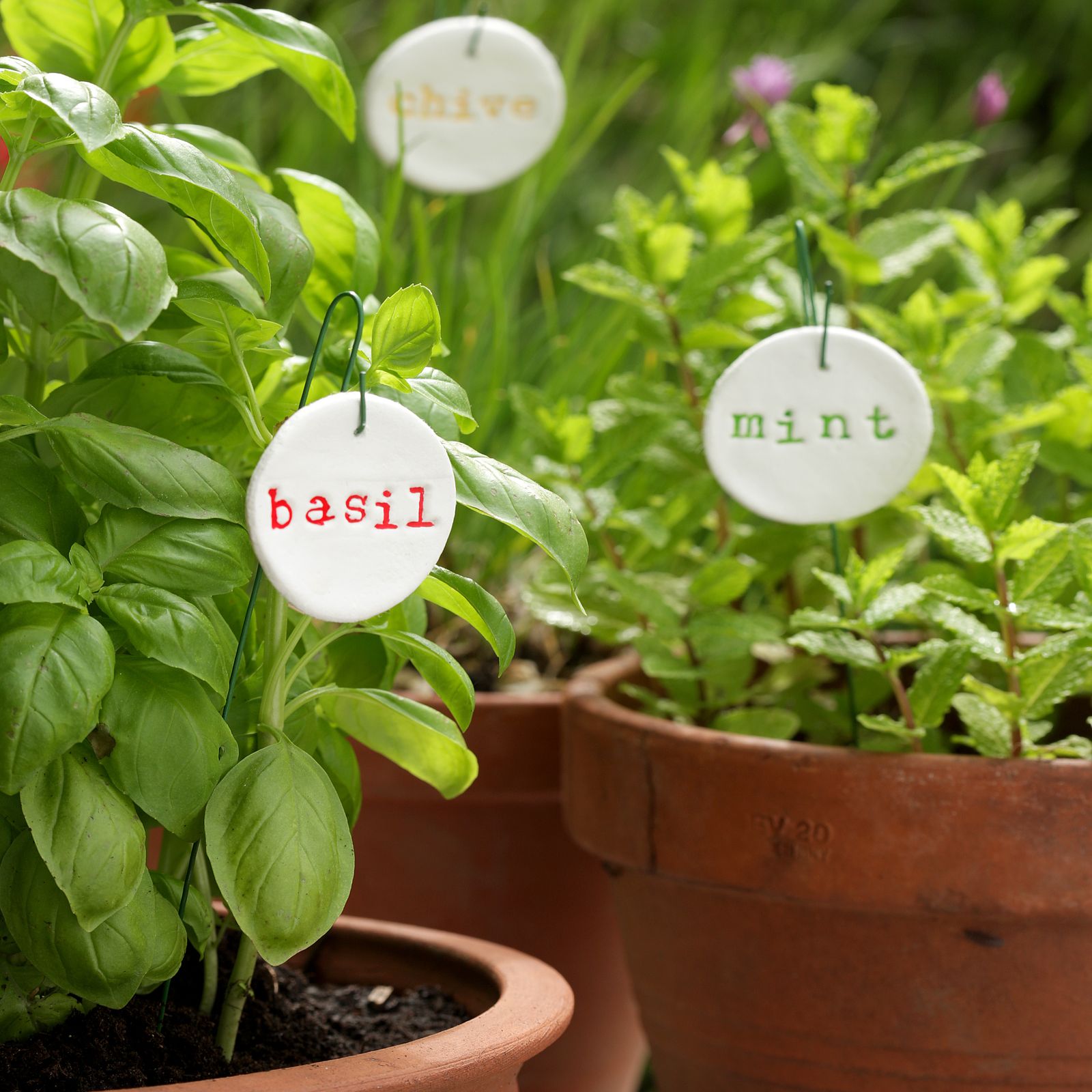 How to grow mint in a pot so it absolutely thrives | Ideal Home
