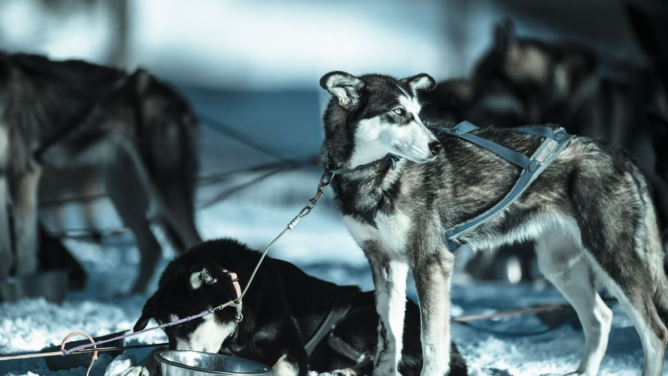 32 reasons to love Siberian huskies | PetsRadar