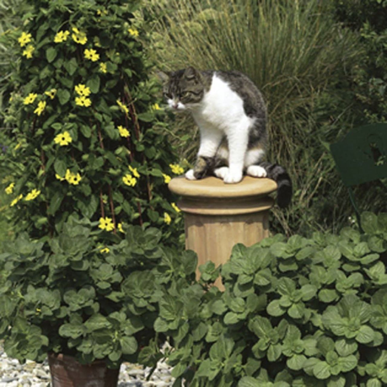 The ‘scaredy cat’ plant could be the answer to all of your cat poop ...