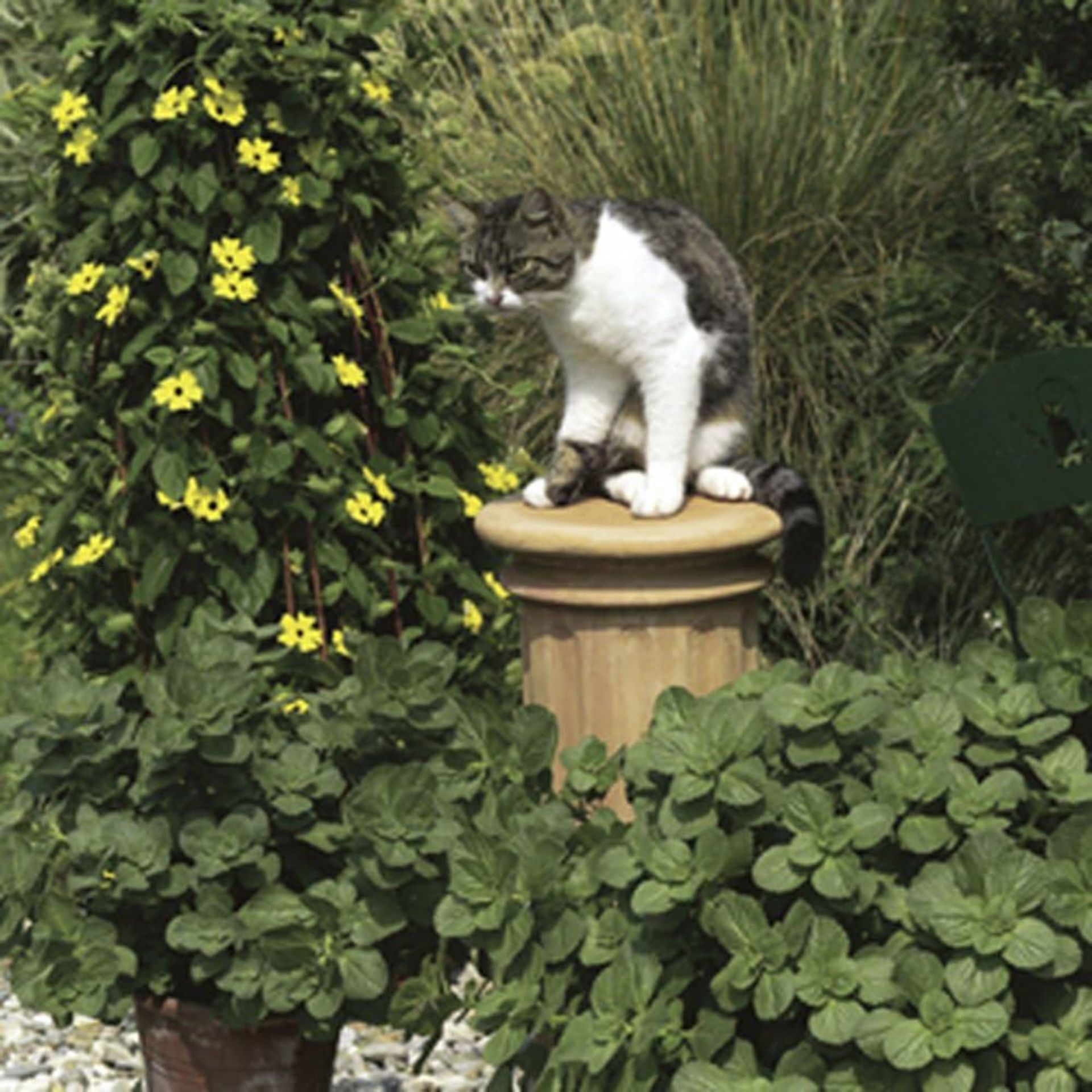 The ‘scaredy cat’ plant could be the answer to all of your cat poop ...