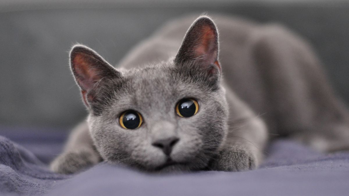 Seven gorgeous gray cat breeds that make wonderful companions | PetsRadar