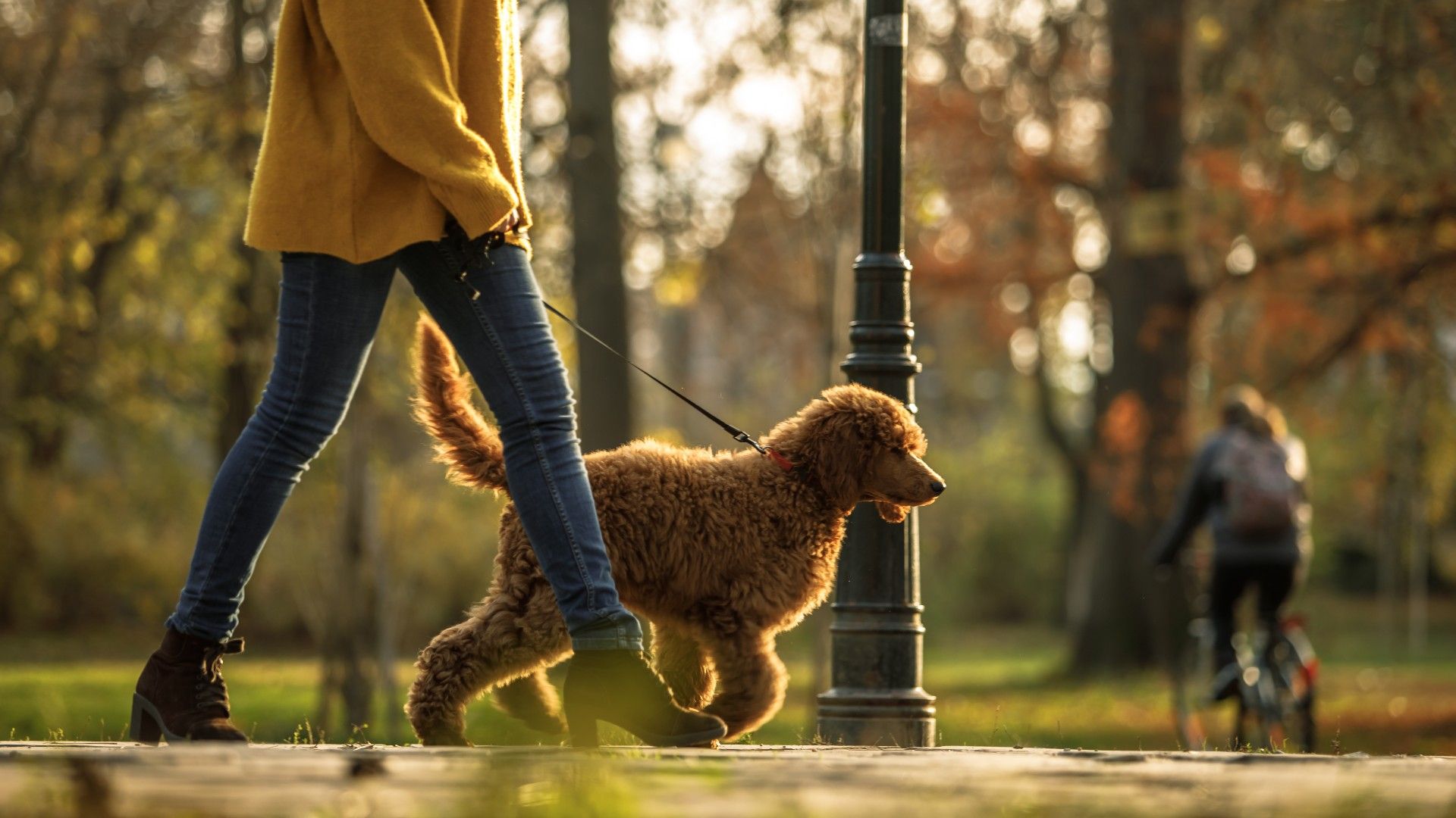 The number one way to get your dog to walk well on their leash ...