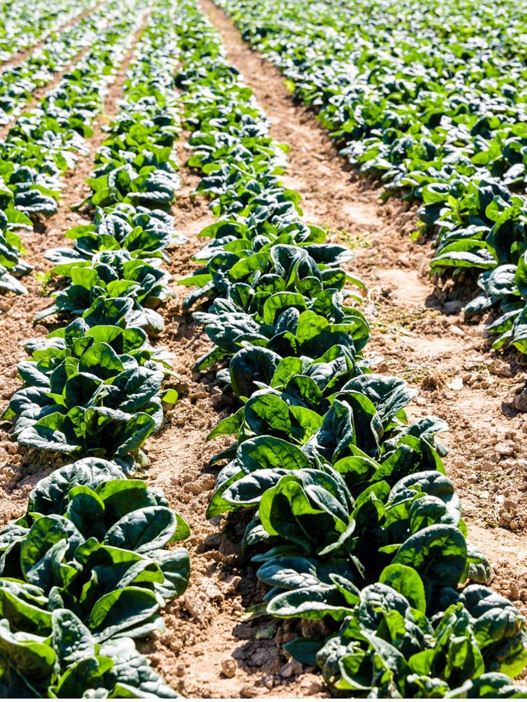 Dry Farming Techniques: Learn About Crops Grown In Dryland Farming ...