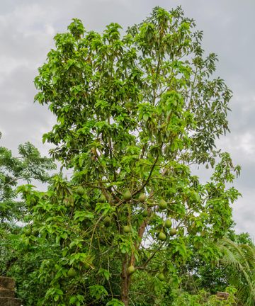 Avocado tree care and growing guide: expert tips for success | Gardeningetc