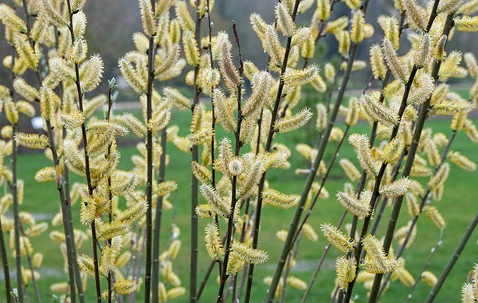 What to plant if you're thinking of putting a willow in your garden ...