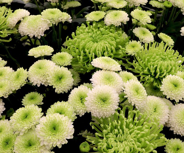 How to winterize mums: advice to protect fall favorites | Homes and Gardens