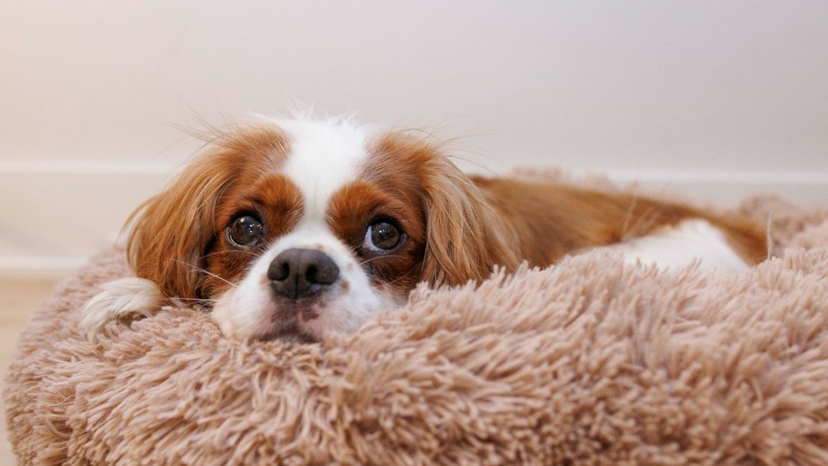 Calm dog breeds with a relaxed outlook on life | PetsRadar