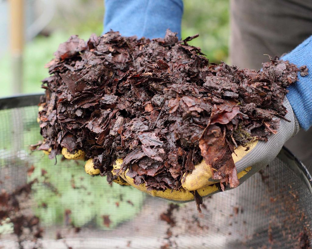 How to make leaf mould: top tips for turning autumn leaves into a ...