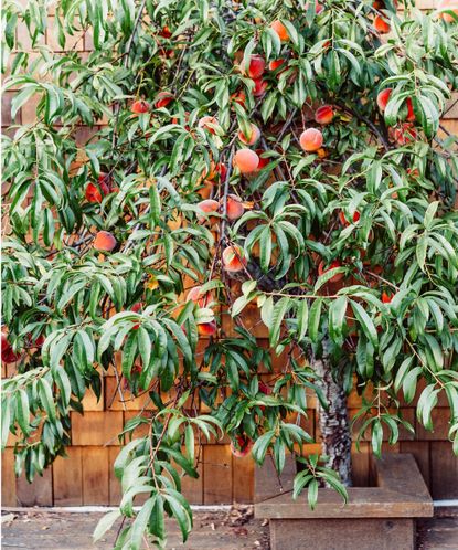 How to grow and care for peach trees: 3 expert tips | Homes and Gardens