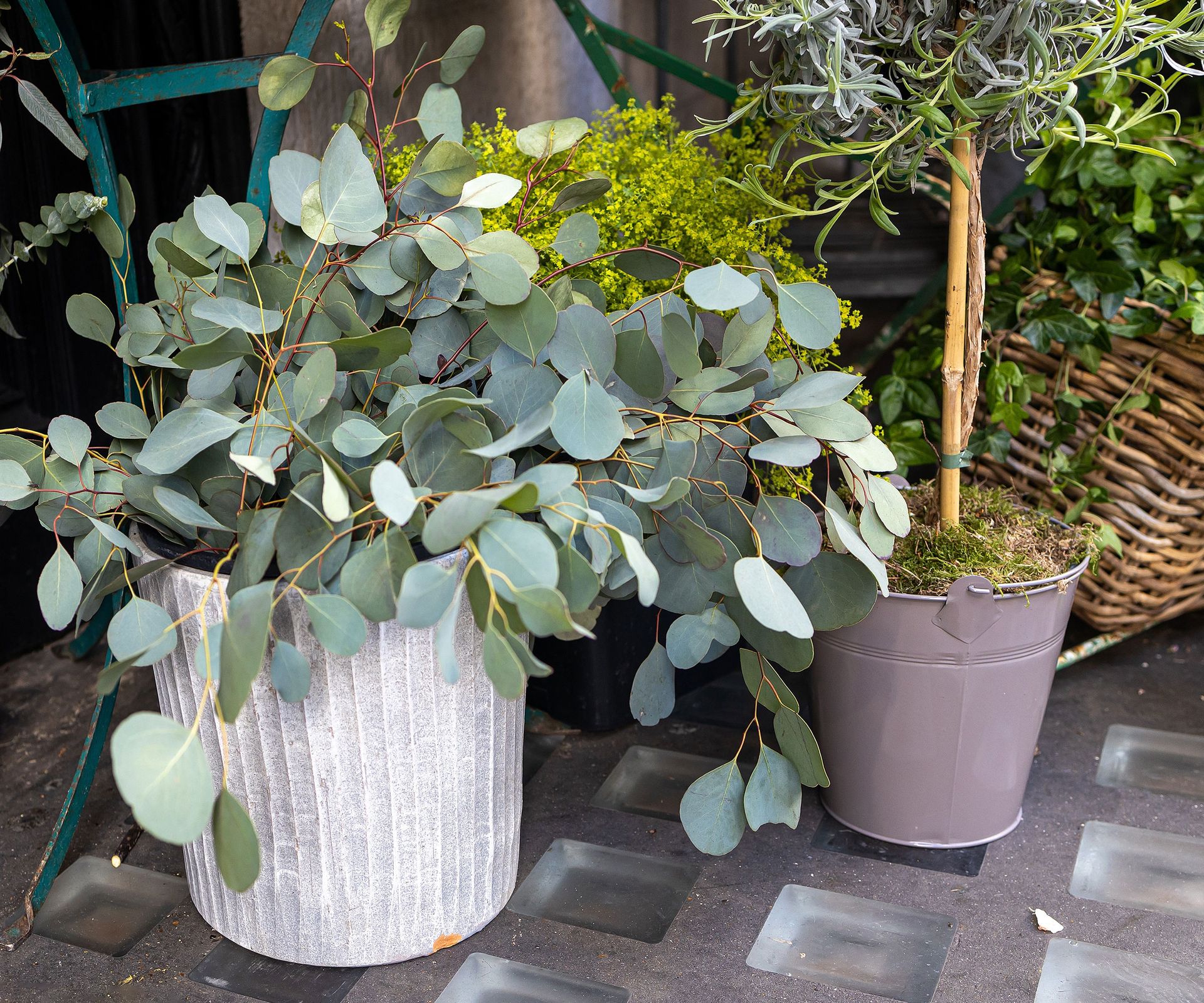 Unique Holiday Evergreen Plant Ideas To Enjoy All Year Round ...