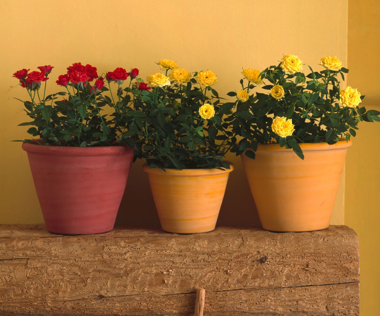 Can I grow a mini rose plant outdoors? A guide how to | Homes and Gardens