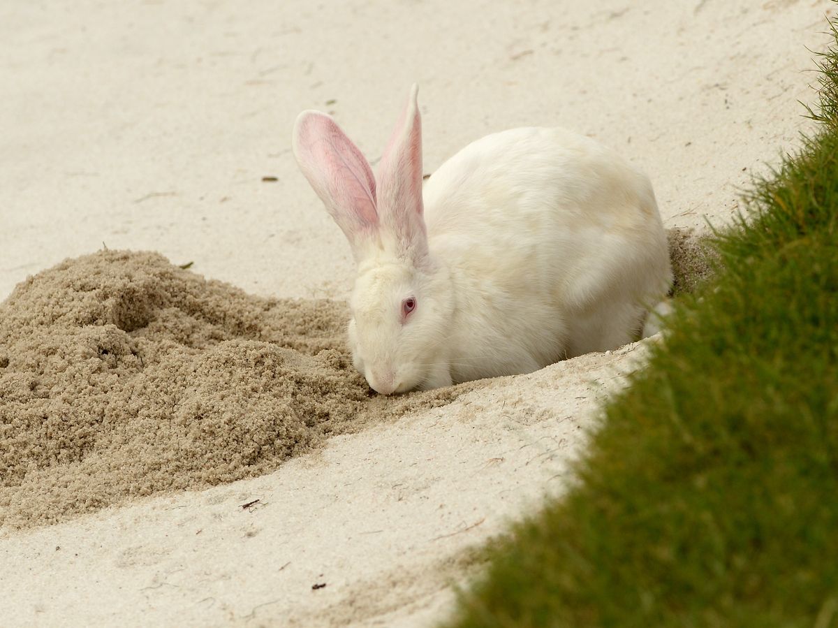 What is the Rabbit golf game? | Golf Monthly