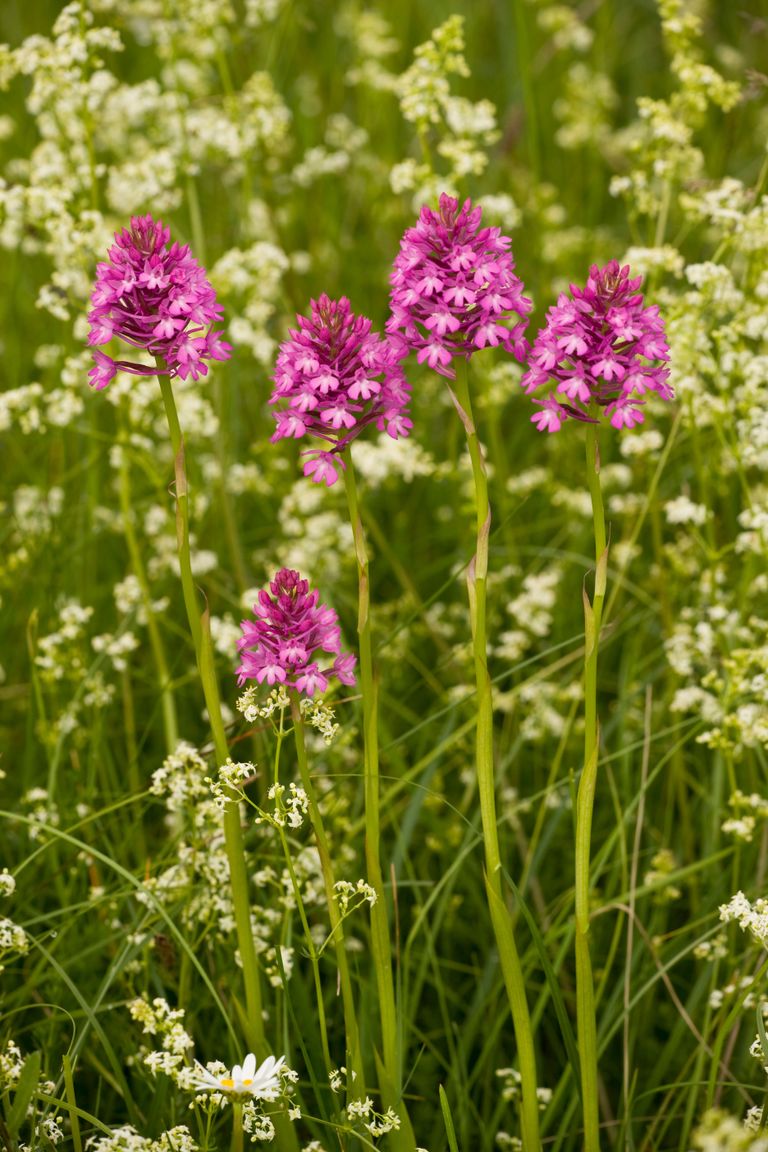 A simple guide to the wildflowers of Britain | Country Life