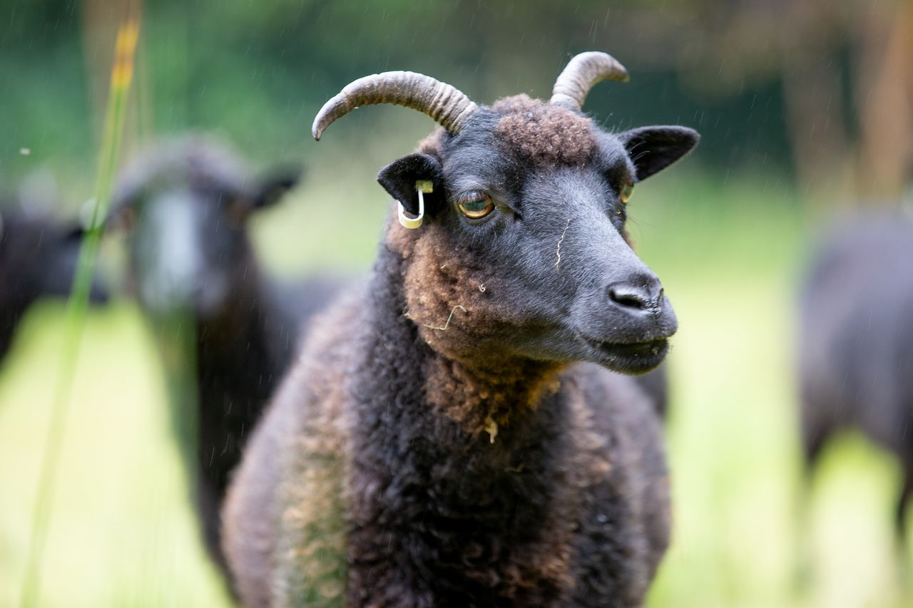 The rise of primitive sheep: Why our own Scottish sheep win top marks ...