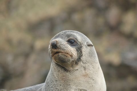 Gallery: Seals of the World | Live Science