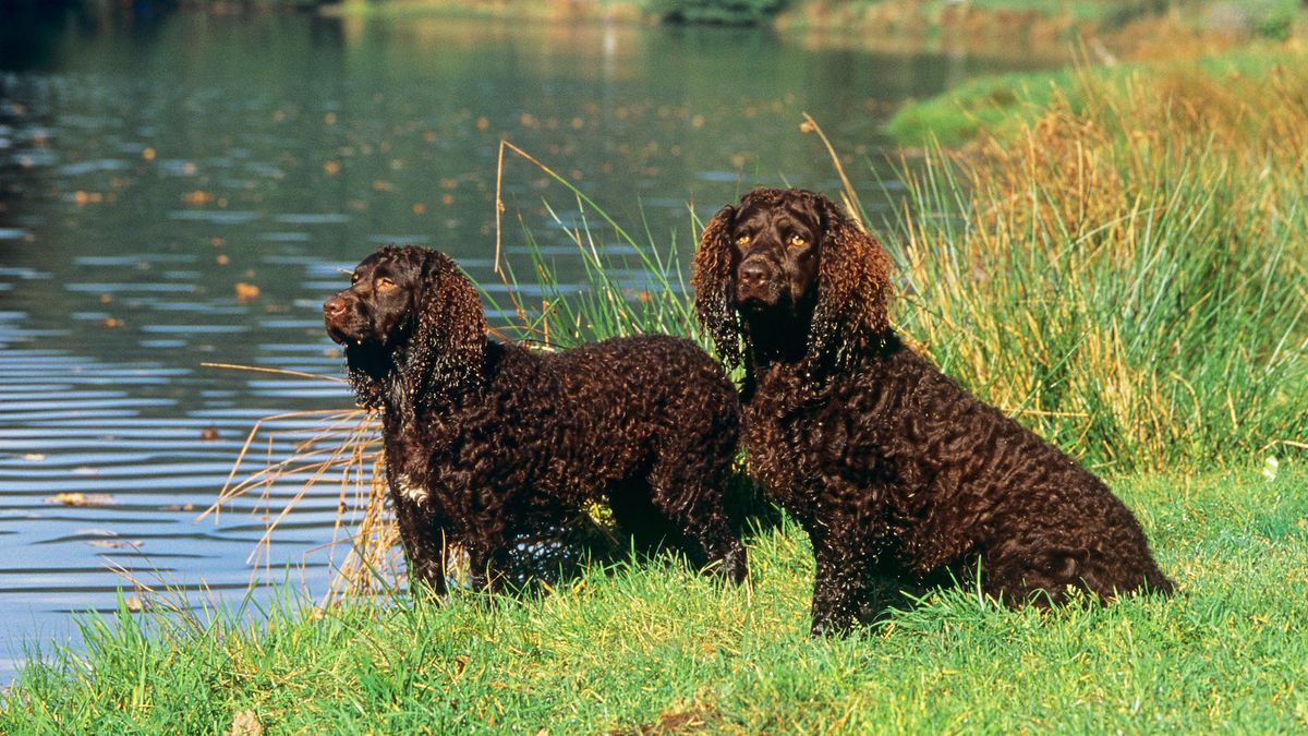 32 dog breeds that are made for swimming | PetsRadar