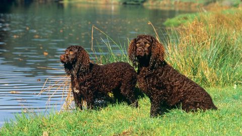 32 dog breeds that are made for swimming | PetsRadar