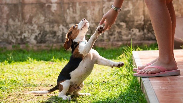 Are dogs left or right-handed? A new study reveals all | PetsRadar