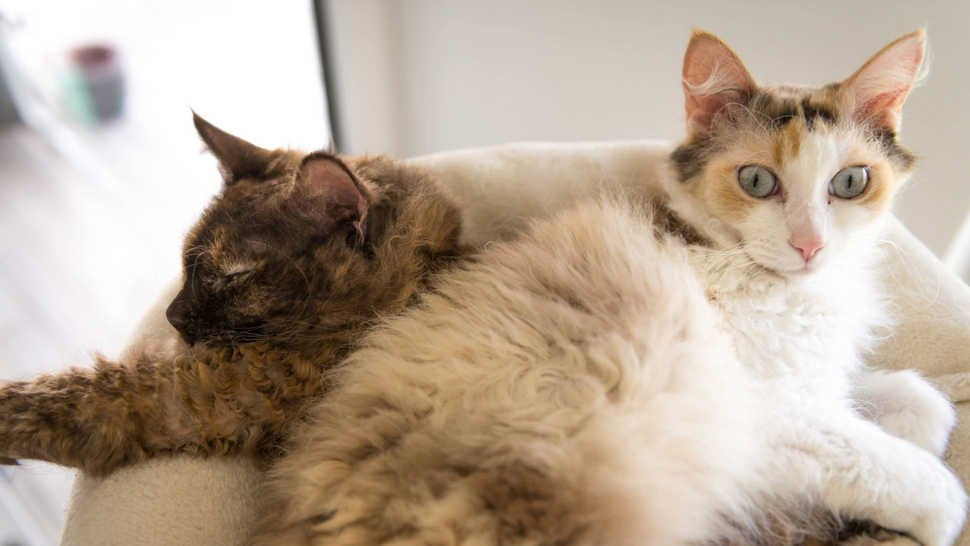 Hypoallergenic cat breeds: The 12 best options for allergy sufferers ...