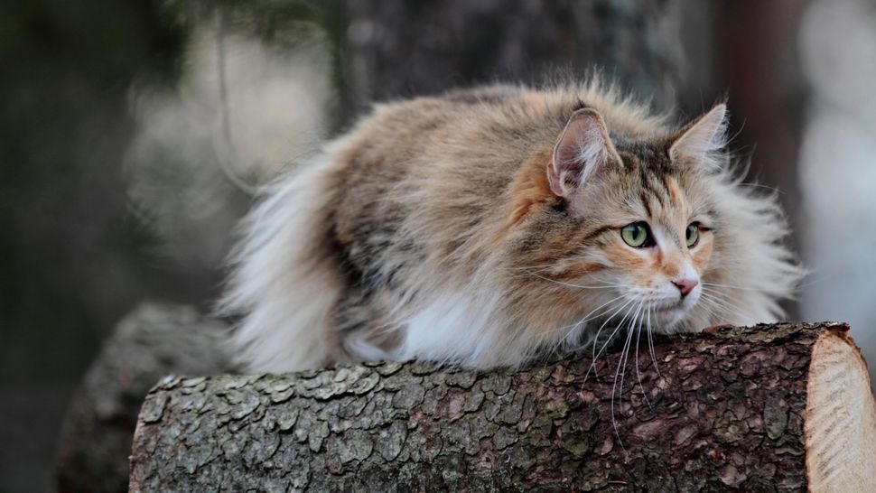 9 of the oldest cat breeds still in existence | PetsRadar