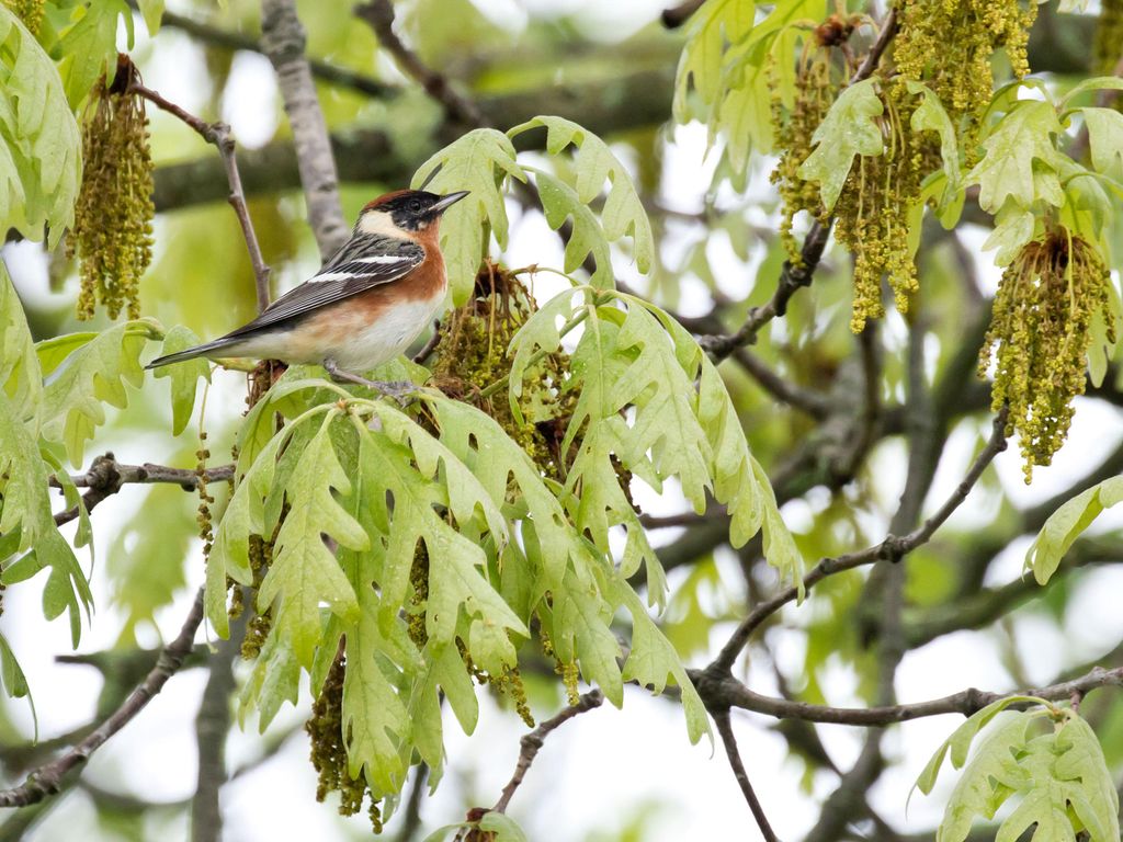 The 8 best trees to bring songbirds to your backyard | Livingetc