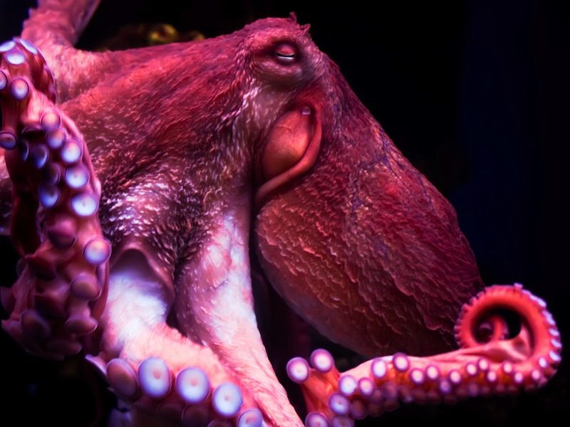 Photos: Amazing Tech Inspired by the Octopus | Live Science